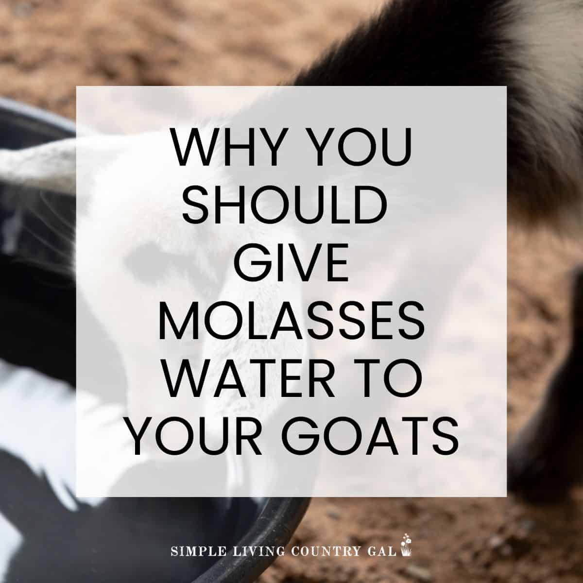 Benefits of Using Molasses Water for Goats | Simple Living Country Gal