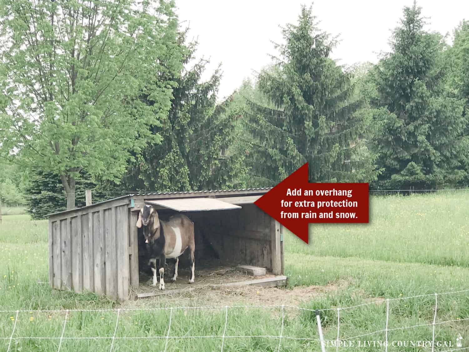 Choosing the Best Goat Shelter for Winter: A Full Guide | Simple Living ...