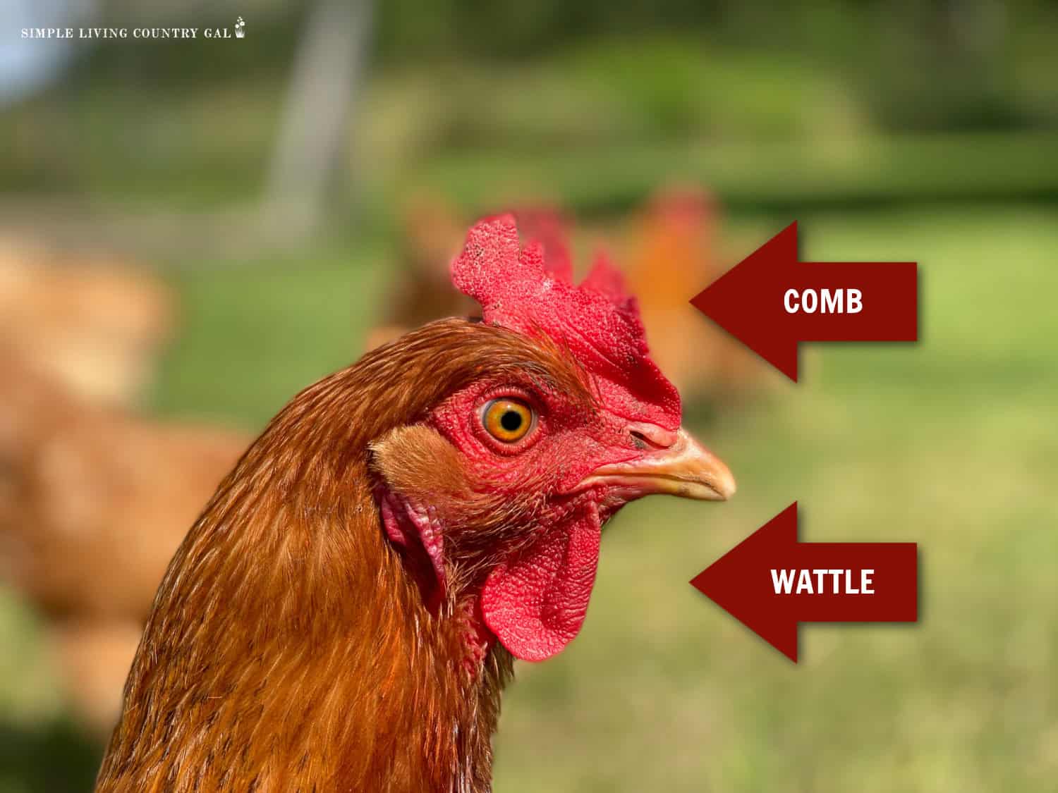 Recognizing the Signs of a Healthy Chicken: A Complete Guide | Simple ...