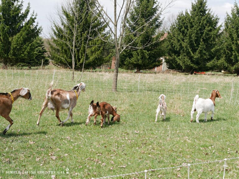 Building a Thriving Herd: How to Keep Goats Healthy | Simple Living ...