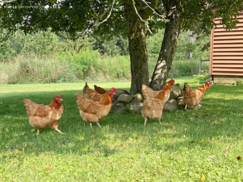 Recognizing the Signs of a Healthy Chicken: A Complete Guide | Simple ...