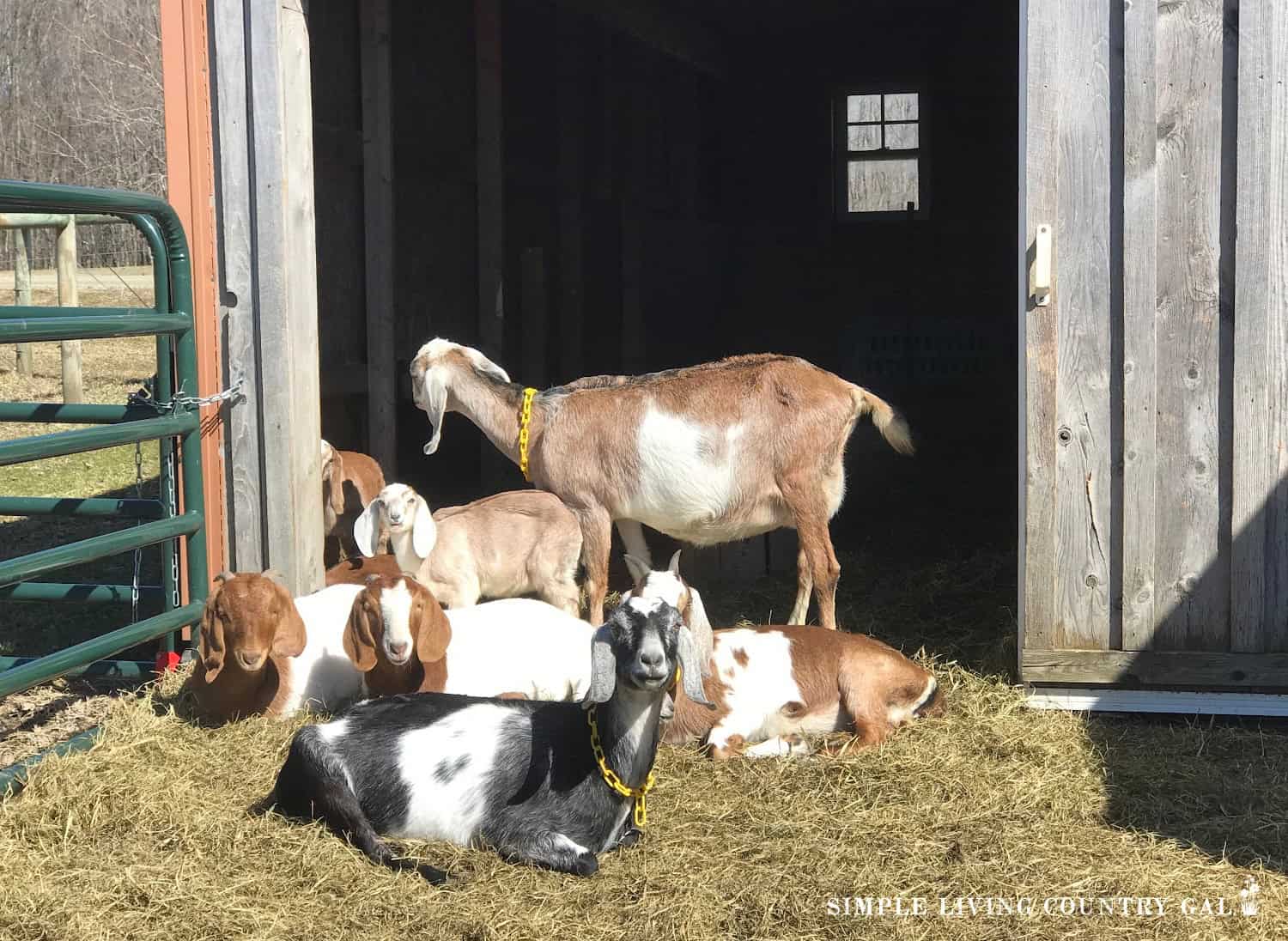 Building a Thriving Herd: How to Keep Goats Healthy | Simple Living ...