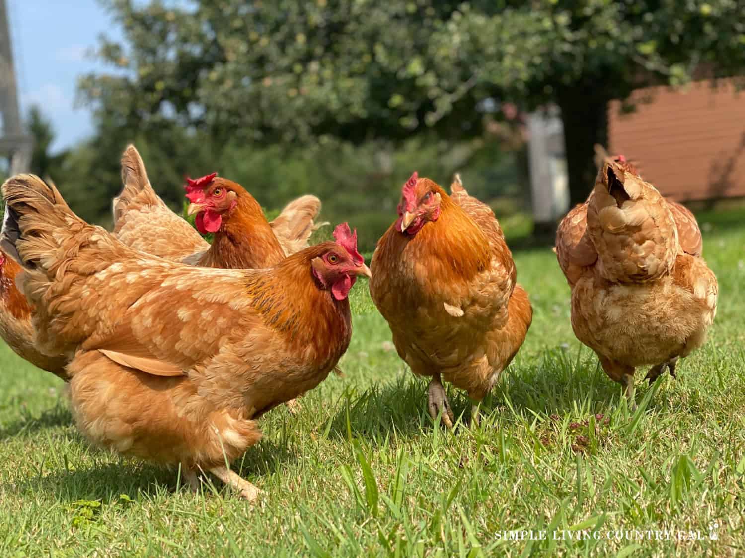 Recognizing the Signs of a Healthy Chicken: A Complete Guide | Simple ...