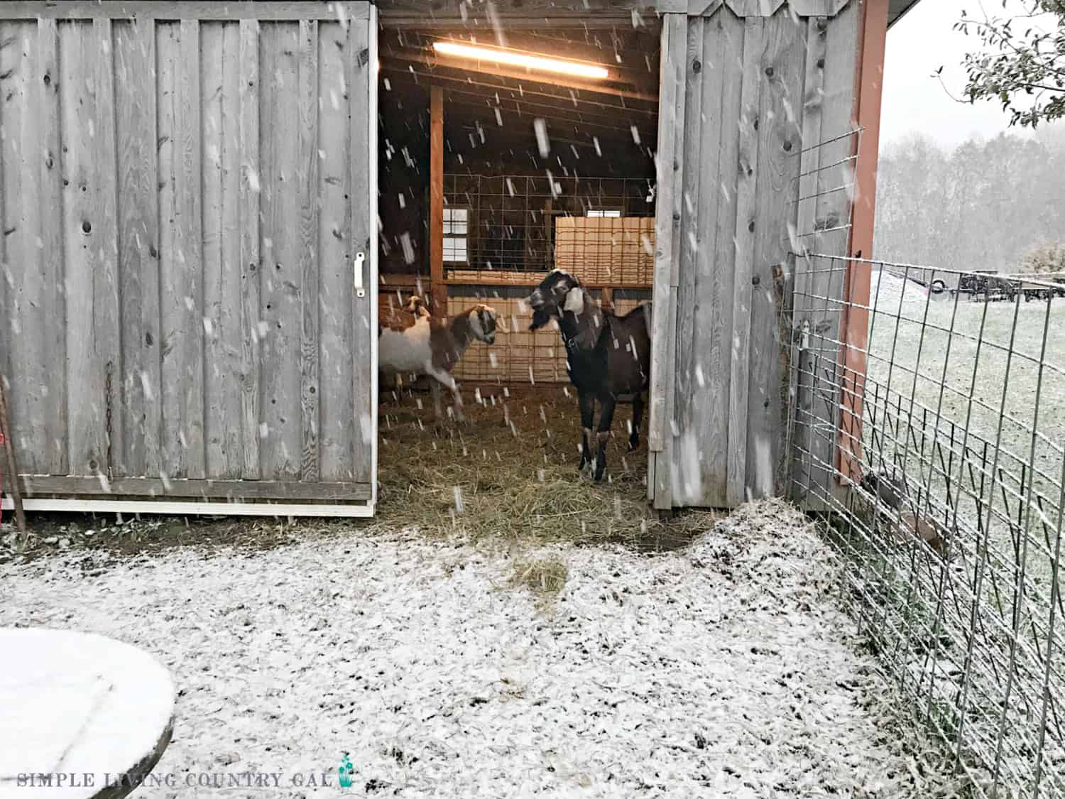 Choosing the Best Goat Shelter for Winter: A Full Guide | Simple Living ...