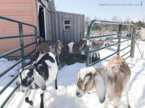 Choosing the Best Goat Shelter for Winter: A Full Guide | Simple Living ...