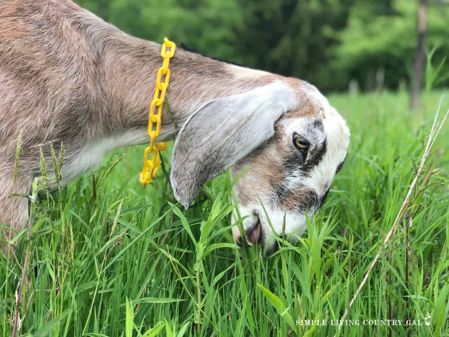 Building a Thriving Herd: How to Keep Goats Healthy | Simple Living ...