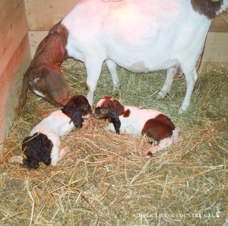 Signs of Goat Breeding: How to tell if Your Goat is Pregnant | Simple ...