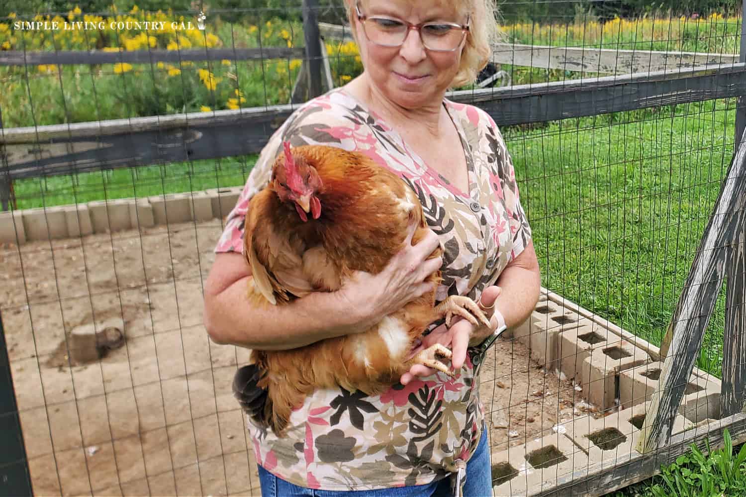 Recognizing the Signs of a Healthy Chicken: A Complete Guide | Simple ...