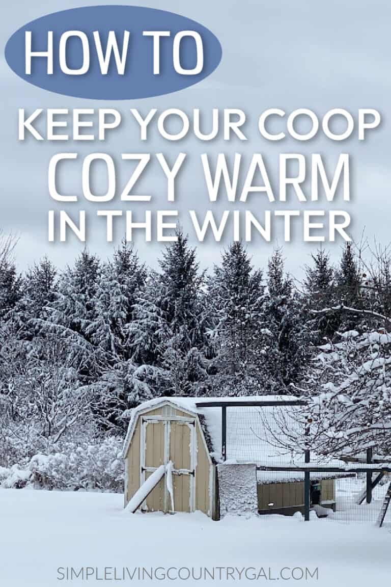 How to Keep Your Coop Warm in Winter: A Complete Guide | Simple Living ...