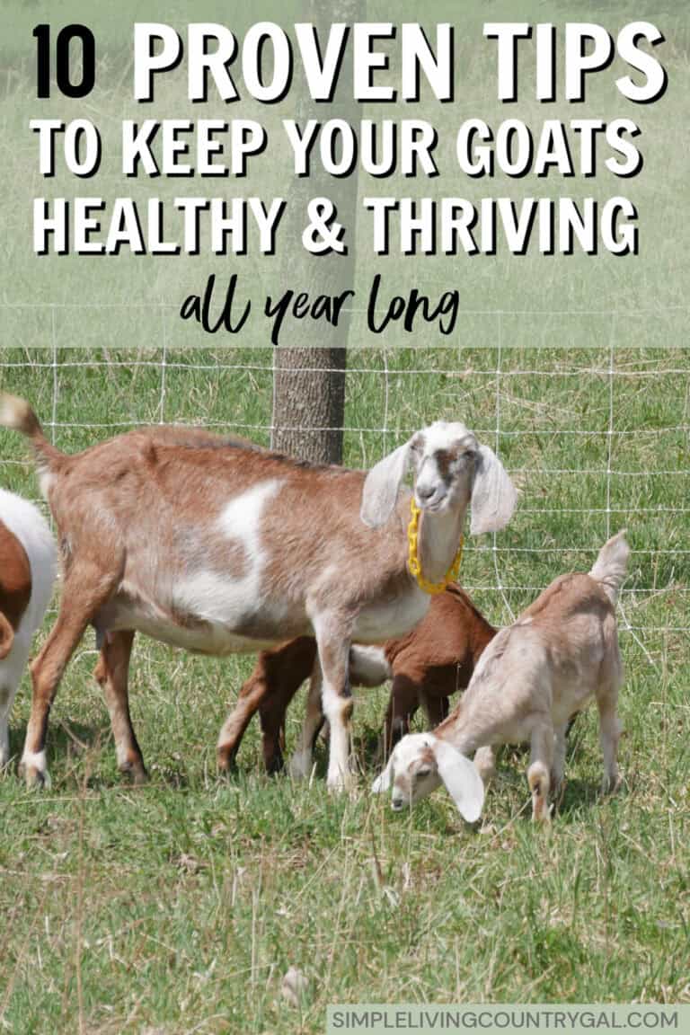Building a Thriving Herd: How to Keep Goats Healthy | Simple Living Country Gal