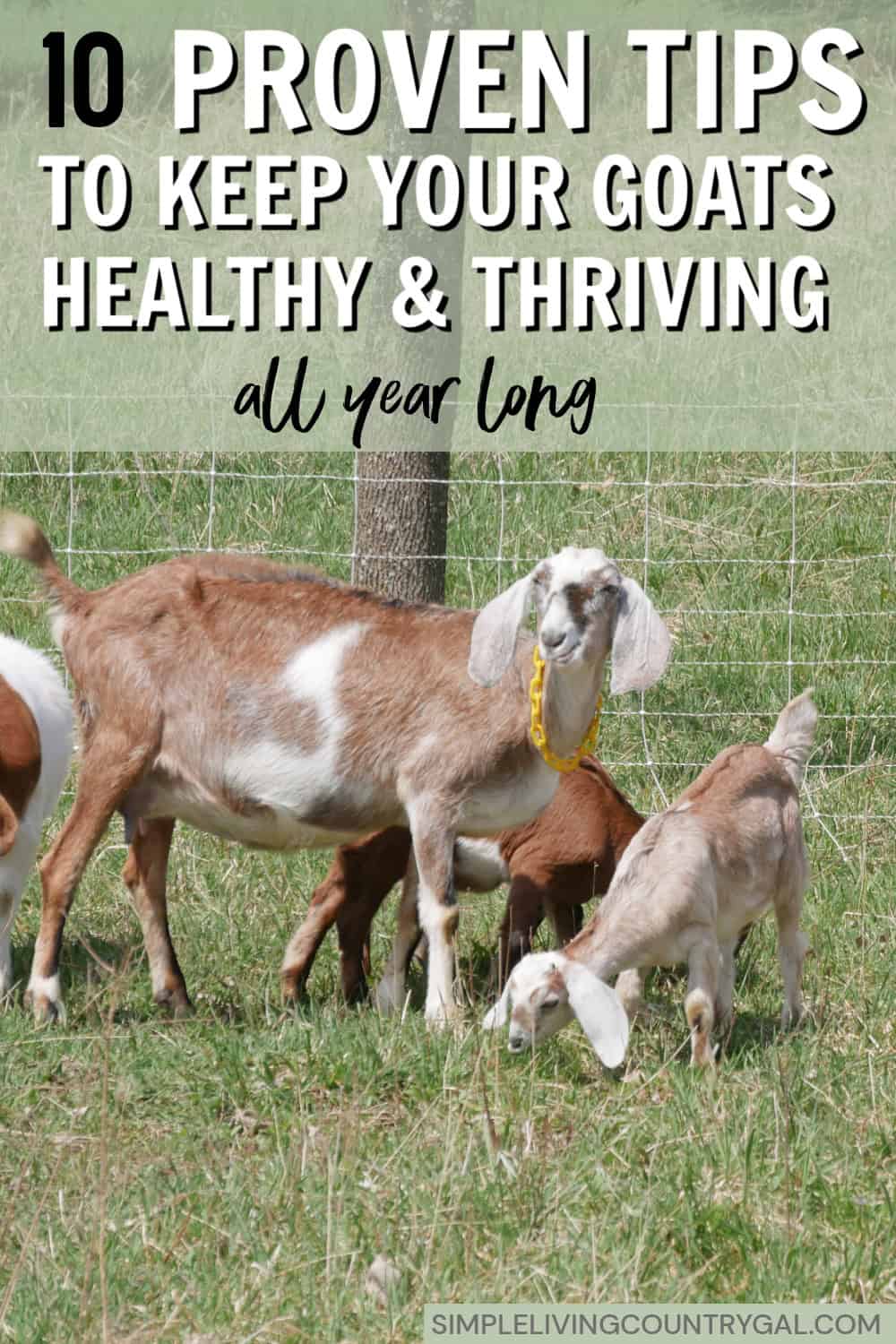 Building a Thriving Herd: How to Keep Goats Healthy | Simple Living ...
