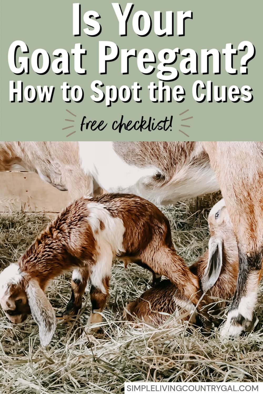 Signs of Goat Breeding: How to tell if Your Goat is Pregnant | Simple ...