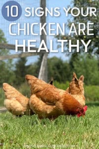 Recognizing the Signs of a Healthy Chicken: A Complete Guide | Simple ...