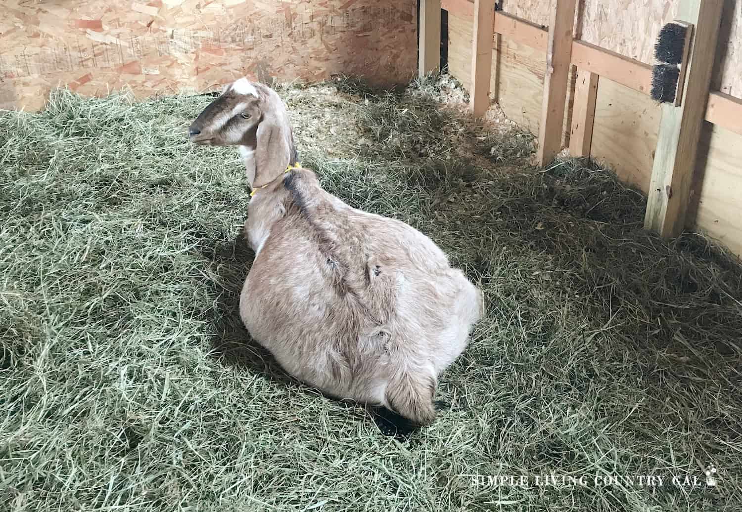 Signs of Goat Breeding: How to tell if Your Goat is Pregnant | Simple ...