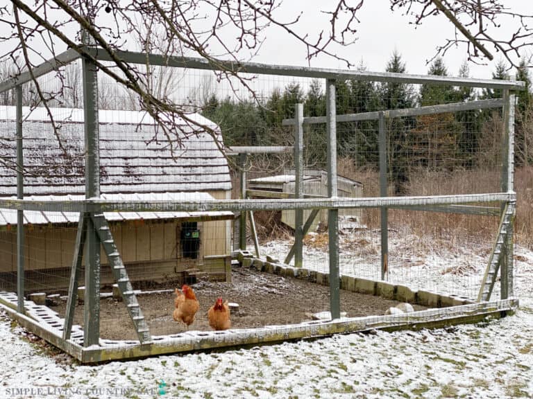 A Guide to the Deep Litter Method for Chickens | Simple Living Country Gal