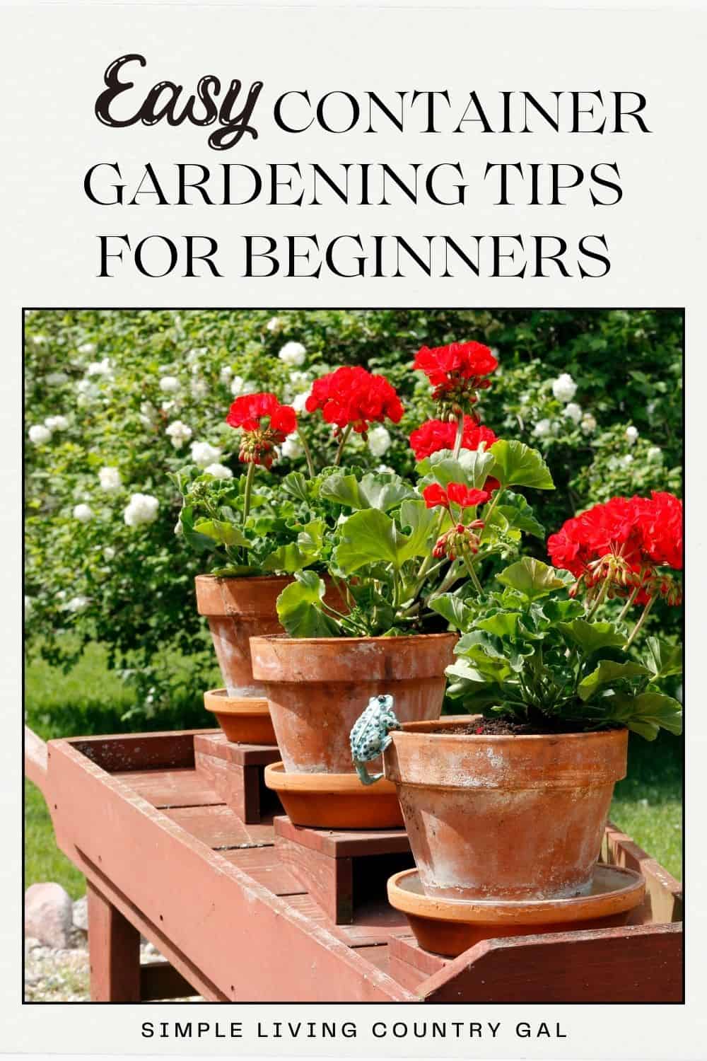 Learn the Basics of Easy Container Gardening for Beginners