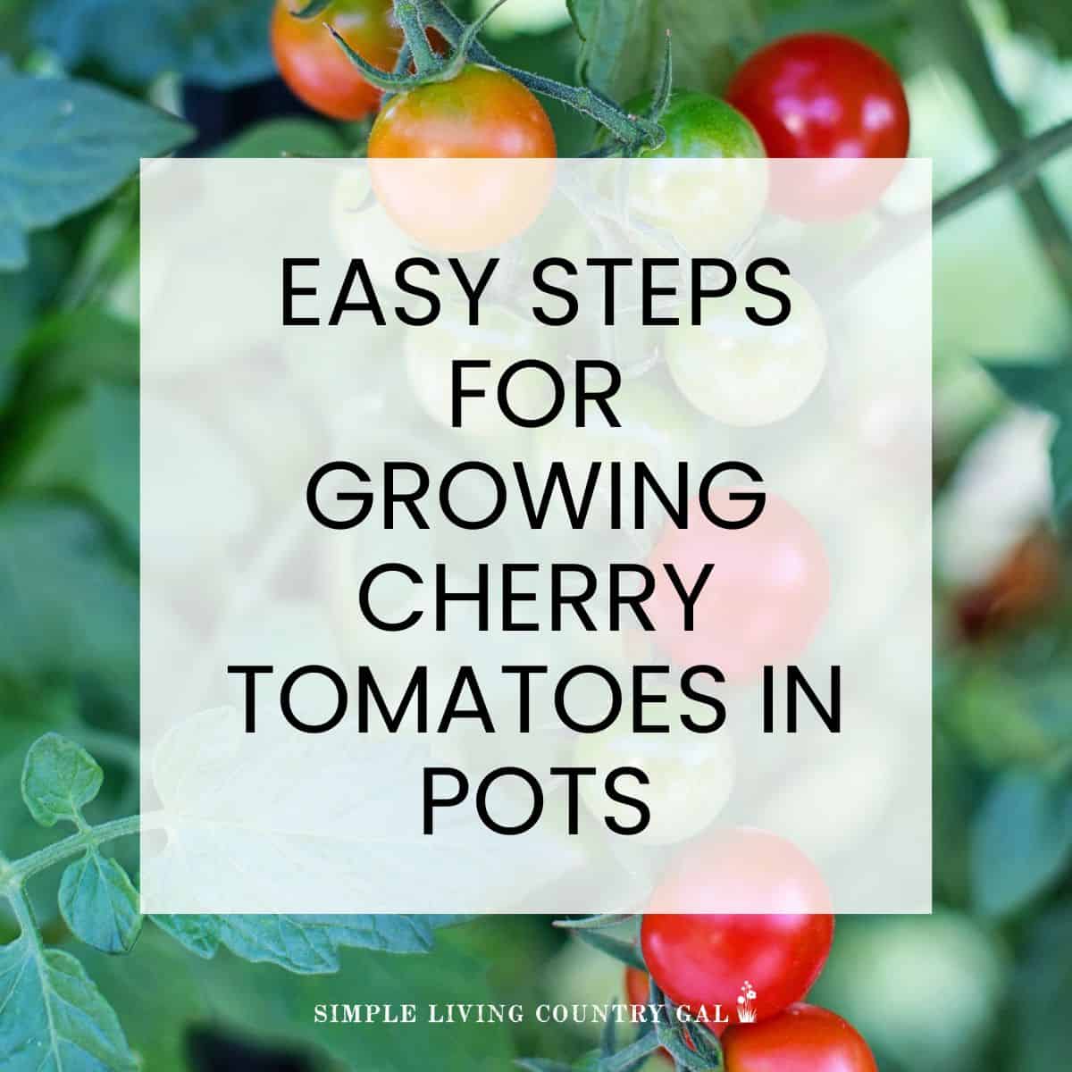 Beginner's Guide to Growing Cherry Tomatoes in Pots | Simple Living Country Gal