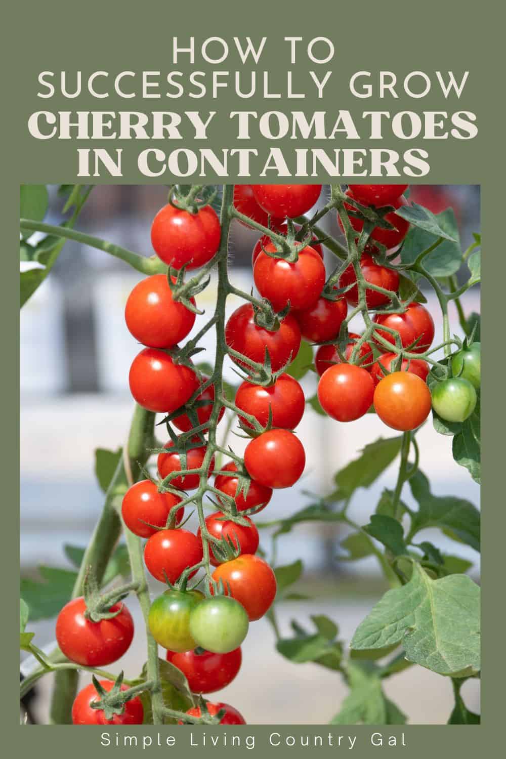 Beginner's Guide to Growing Cherry Tomatoes in Pots | Simple Living Country Gal