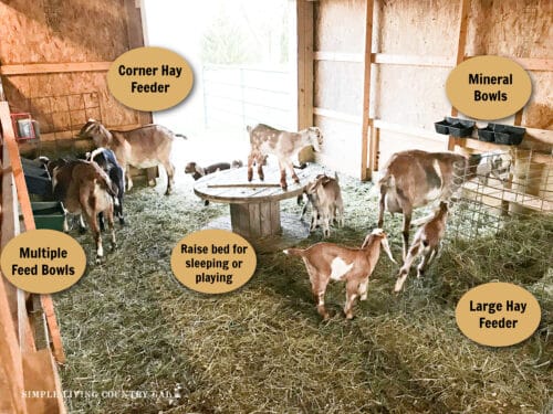Creating an Ideal Goat Barn Layout for Raising Dairy Goats | Simple ...