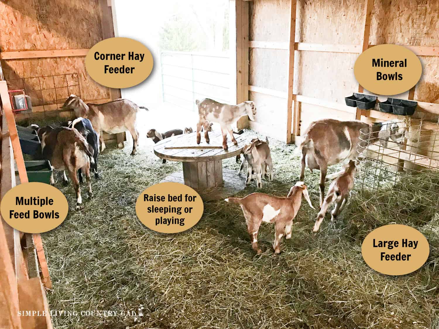 Creating an Ideal Goat Barn Layout for Raising Dairy Goats | Simple Living Country Gal