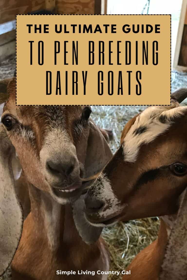 Pen Breeding Goats: A Game-Changer for Breeding Routines | Simple ...
