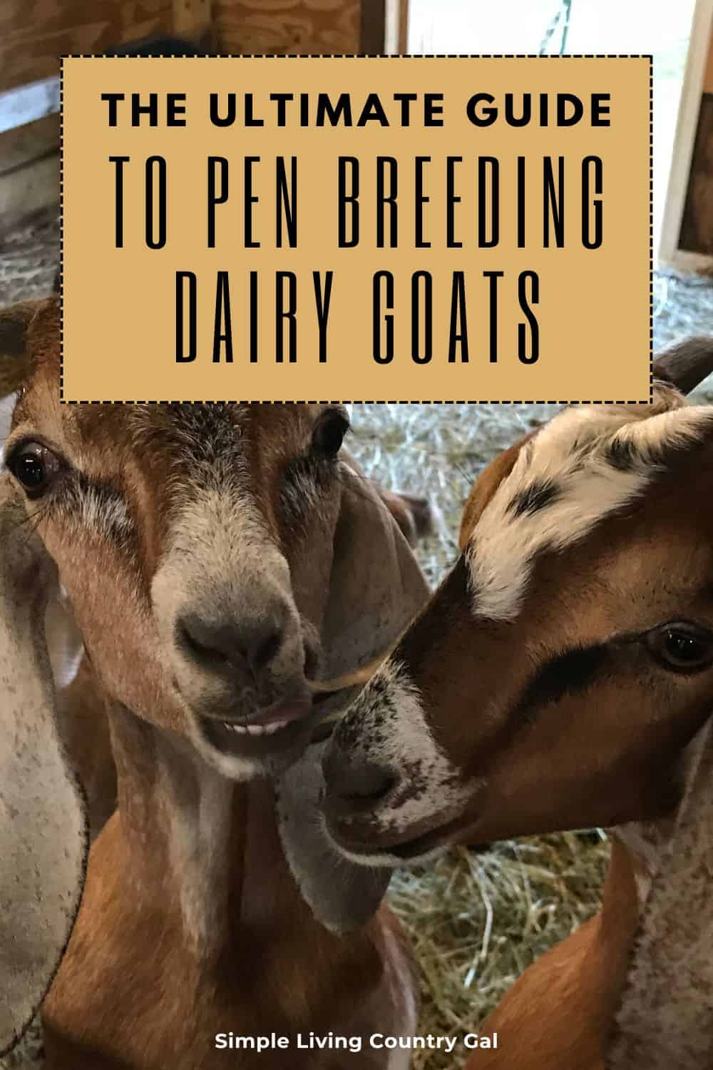 Pen Breeding Goats: A Game-Changer for Breeding Routines | Simple ...