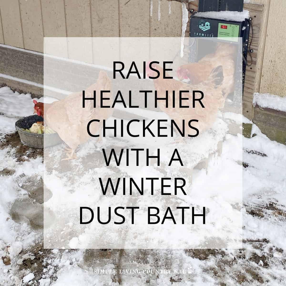 Winter Dust Bath for Chickens: A DIY Recipe for Parasite Removal | Simple Living Country Gal
