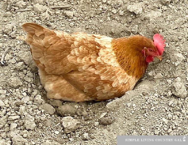Winter Dust Bath for Chickens: A DIY Recipe for Parasite Removal | Simple Living Country Gal