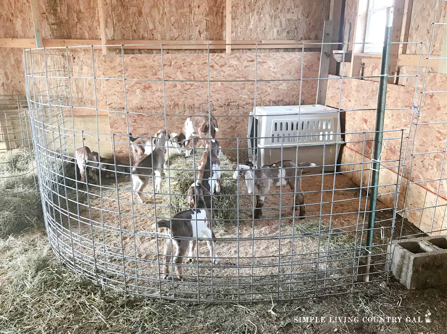 Creating an Ideal Goat Barn Layout for Raising Dairy Goats | Simple Living Country Gal