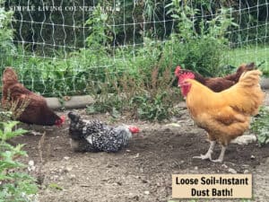 Winter Dust Bath for Chickens: A DIY Recipe for Parasite Removal | Simple Living Country Gal