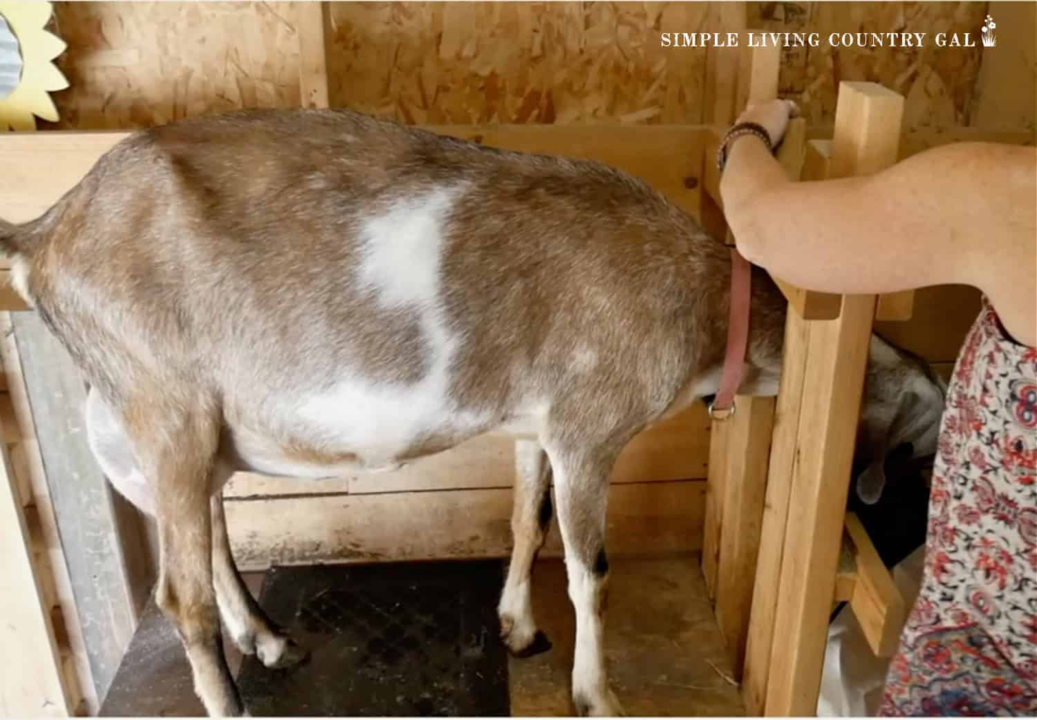 Creating an Ideal Goat Barn Layout for Raising Dairy Goats | Simple ...