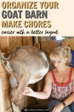 Creating an Ideal Goat Barn Layout for Raising Dairy Goats | Simple ...
