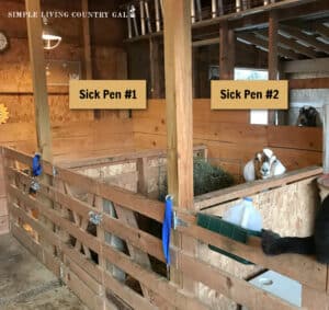 Creating an Ideal Goat Barn Layout for Raising Dairy Goats | Simple ...