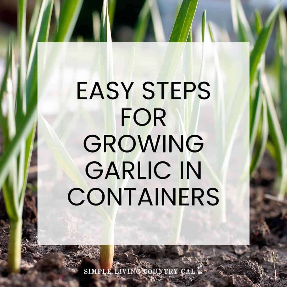 Step-by-Step: How to Grow Garlic in Containers | Simple Living Country Gal