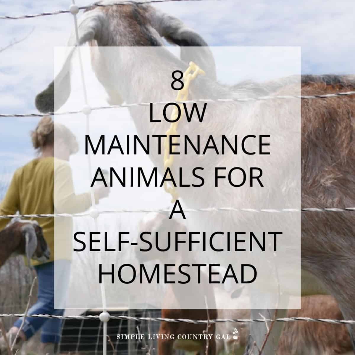 Effortless Homesteading with Low-Maintenance Farm Animals