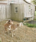 Movable Goat Pen: A Flexible Solution for Raising Goats | Simple Living ...