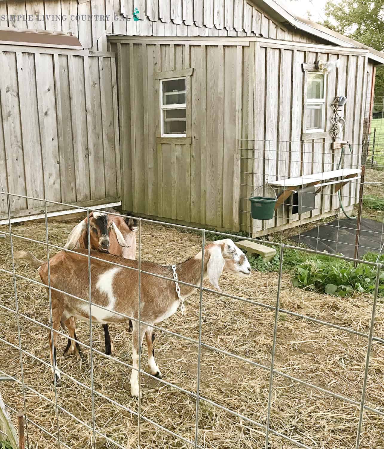 Movable Goat Pen: A Flexible Solution for Raising Goats | Simple Living ...