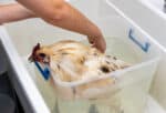 Why and How to Bathe Chickens: A Complete Guide | Simple Living Country Gal
