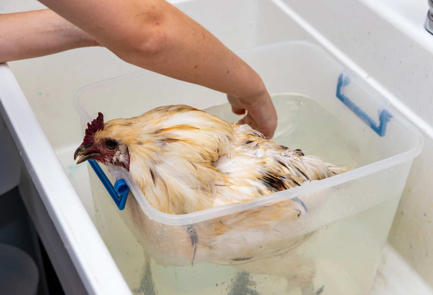 Why and How to Bathe Chickens: A Complete Guide | Simple Living Country Gal