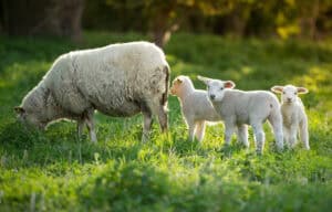 Effortless Homesteading with Low-Maintenance Farm Animals
