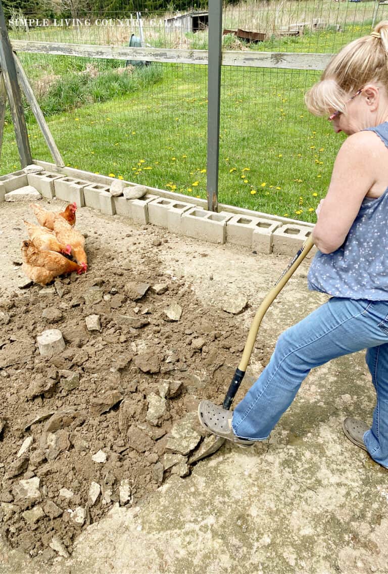 Why and How to Bathe Chickens: A Complete Guide | Simple Living Country Gal