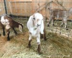 Movable Goat Pen: A Flexible Solution for Raising Goats | Simple Living ...