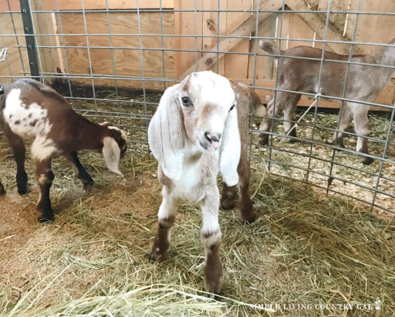 Movable Goat Pen: A Flexible Solution for Raising Goats | Simple Living ...