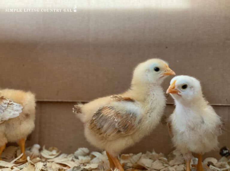 Keeping Baby Chicks Cozy: Alternatives to Heat Lamps | Simple Living ...