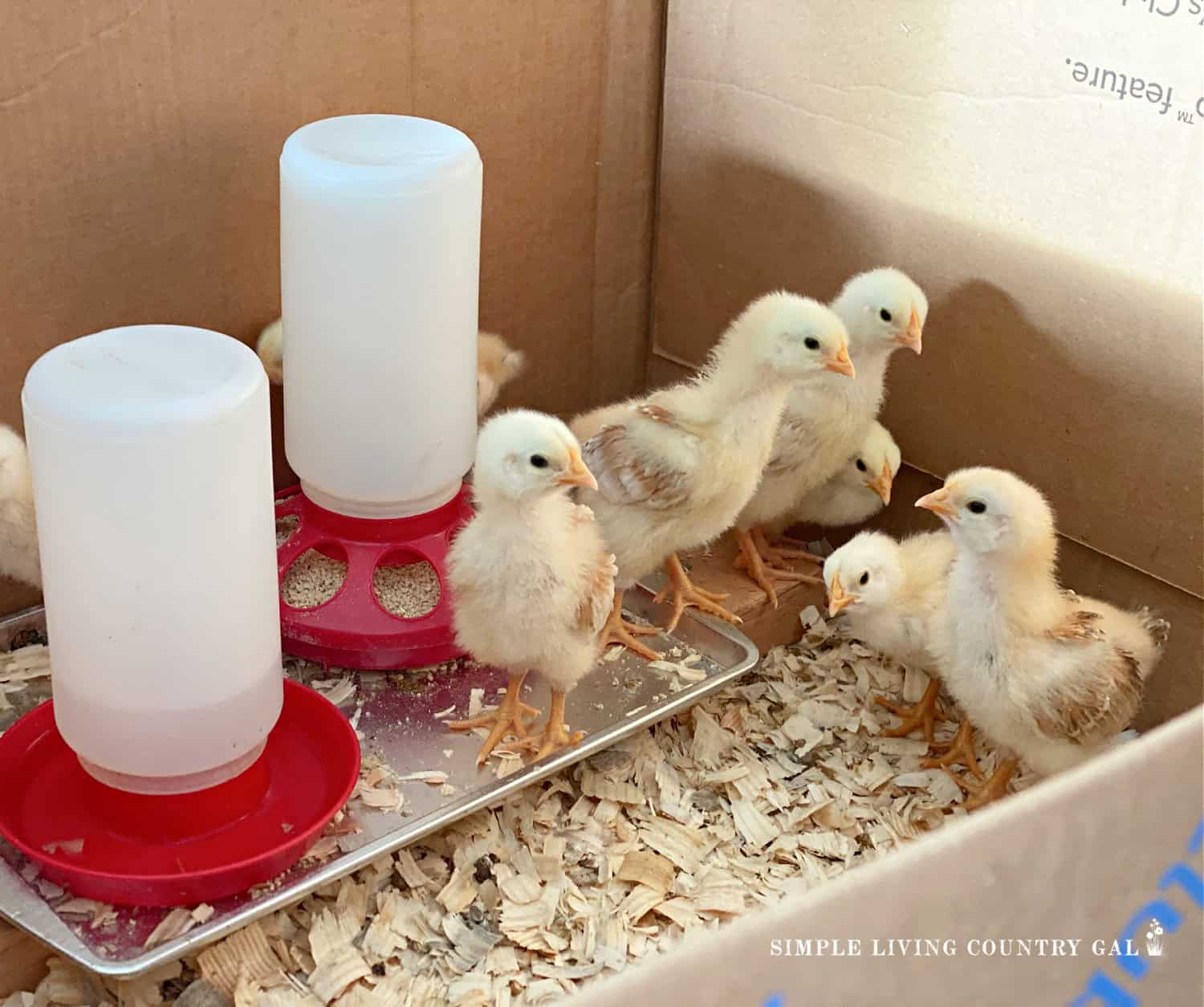 Keeping Baby Chicks Cozy: Alternatives to Heat Lamps | Simple Living ...