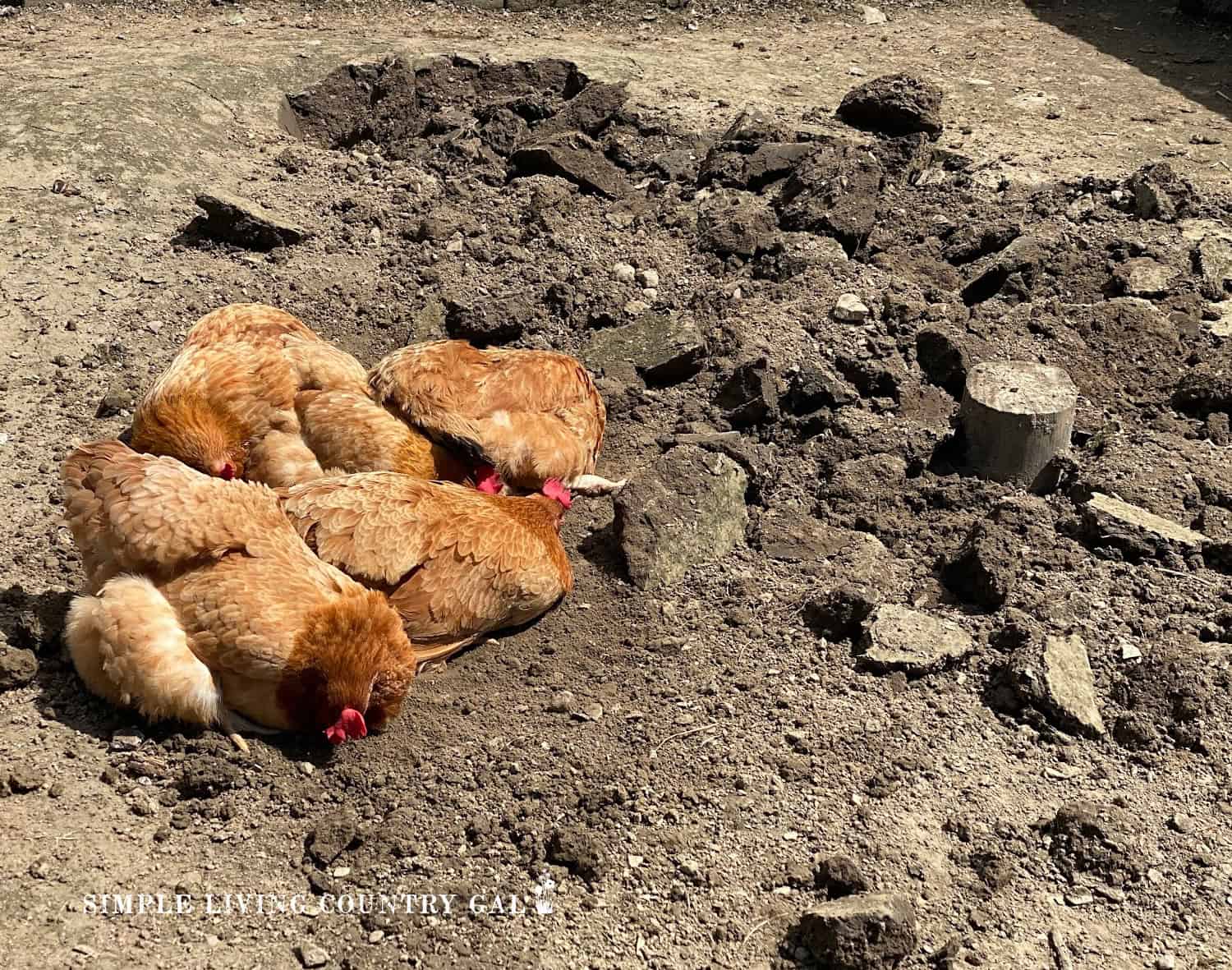 Why and How to Bathe Chickens: A Complete Guide | Simple Living Country Gal