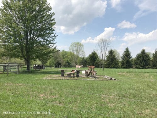 Effortless Homesteading with Low-Maintenance Farm Animals