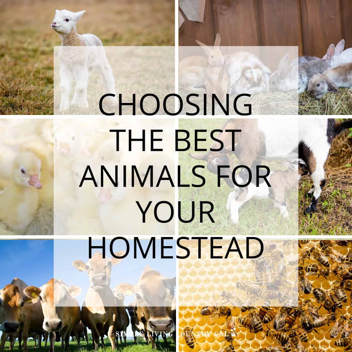 Homestead Animals: Tips for Selecting the Perfect Fit | Simple Living ...