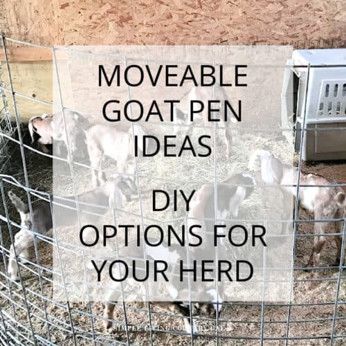 Dairy Goats Archives - Simple Living Country Gal