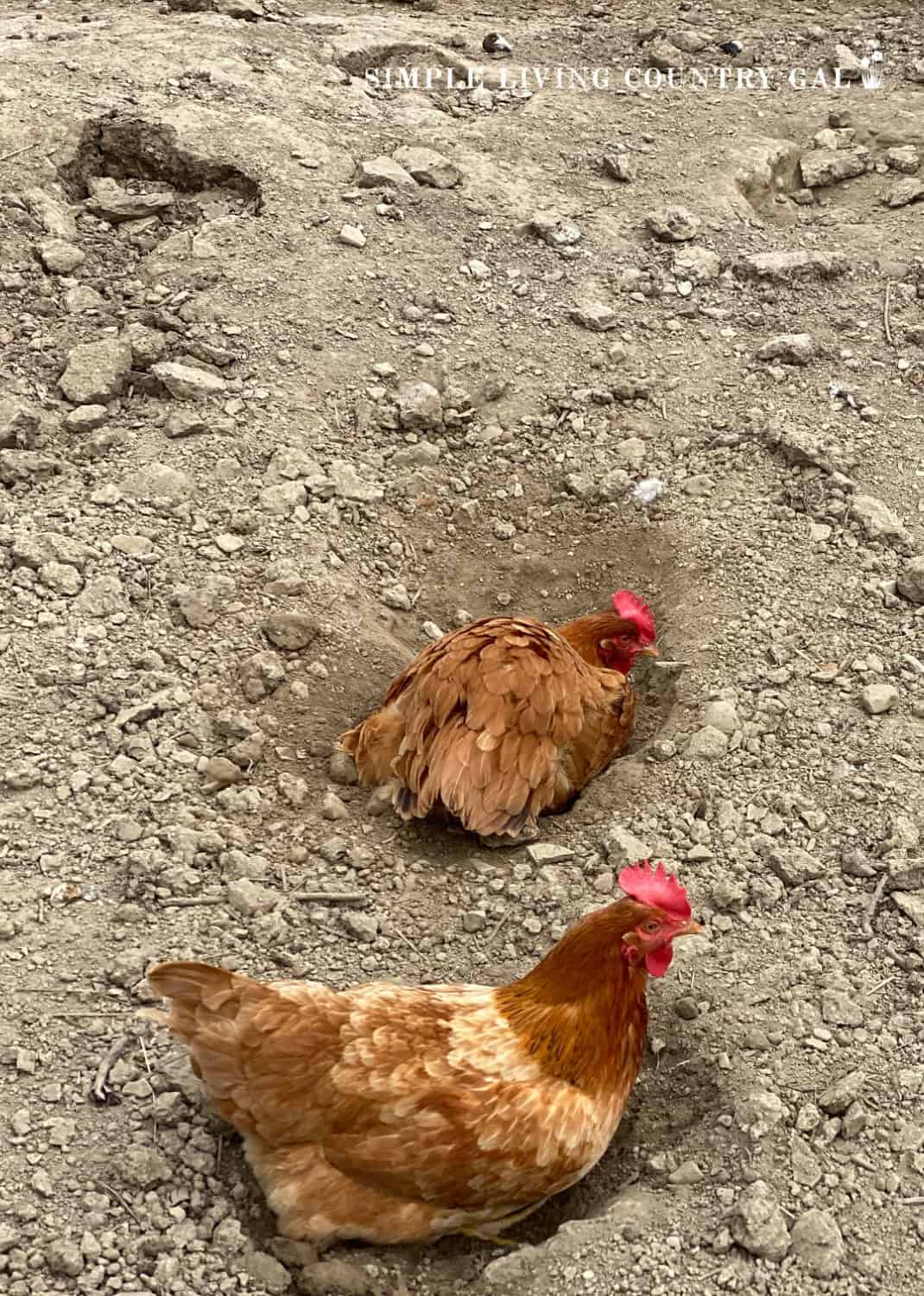 Why and How to Bathe Chickens: A Complete Guide | Simple Living Country Gal